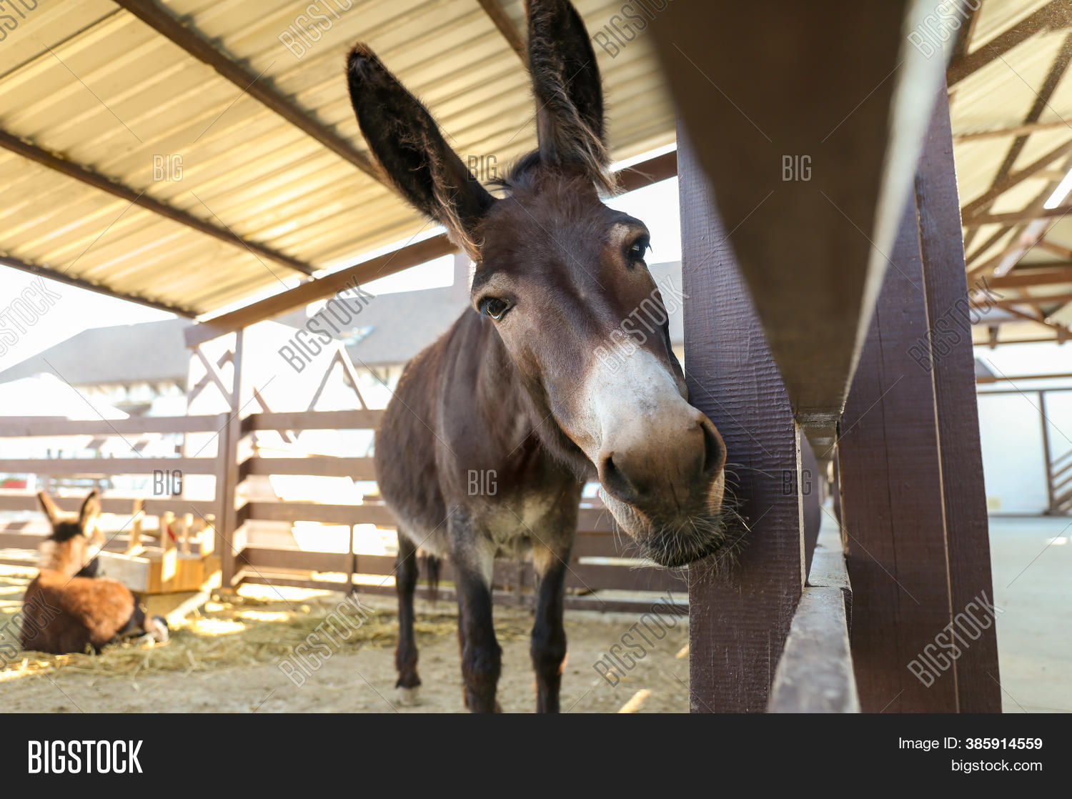 Cute Funny Donkey On Image & Photo (Free Trial) | Bigstock