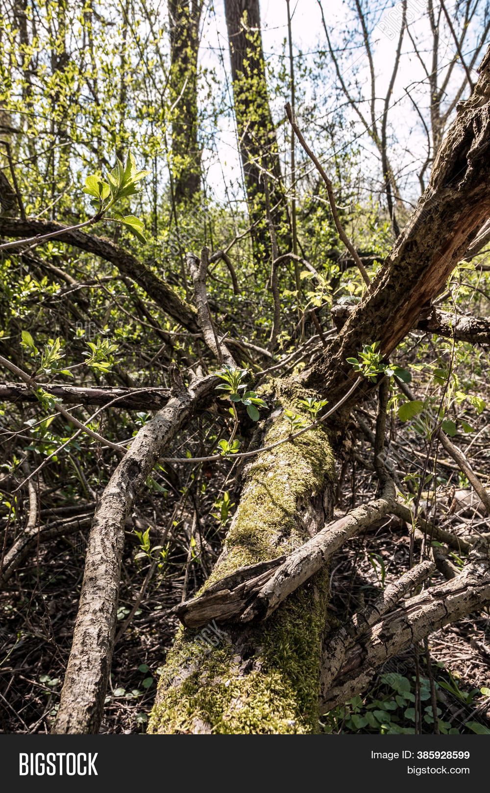 Broken Branches Tree Image & Photo (Free Trial) | Bigstock
