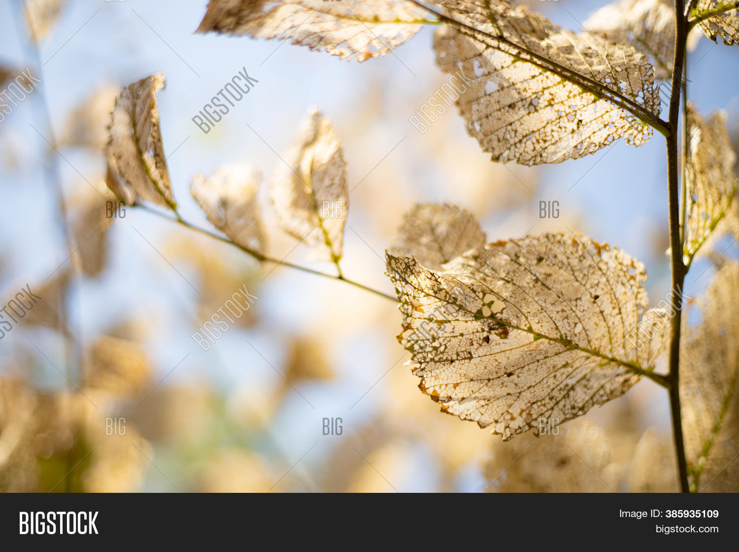 Dried Skeleton Leaves Image & Photo (Free Trial) | Bigstock