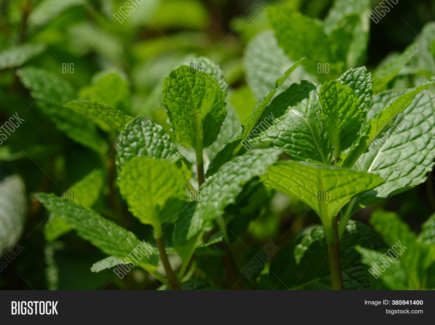 Close View Fresh Image & Photo (Free Trial) | Bigstock