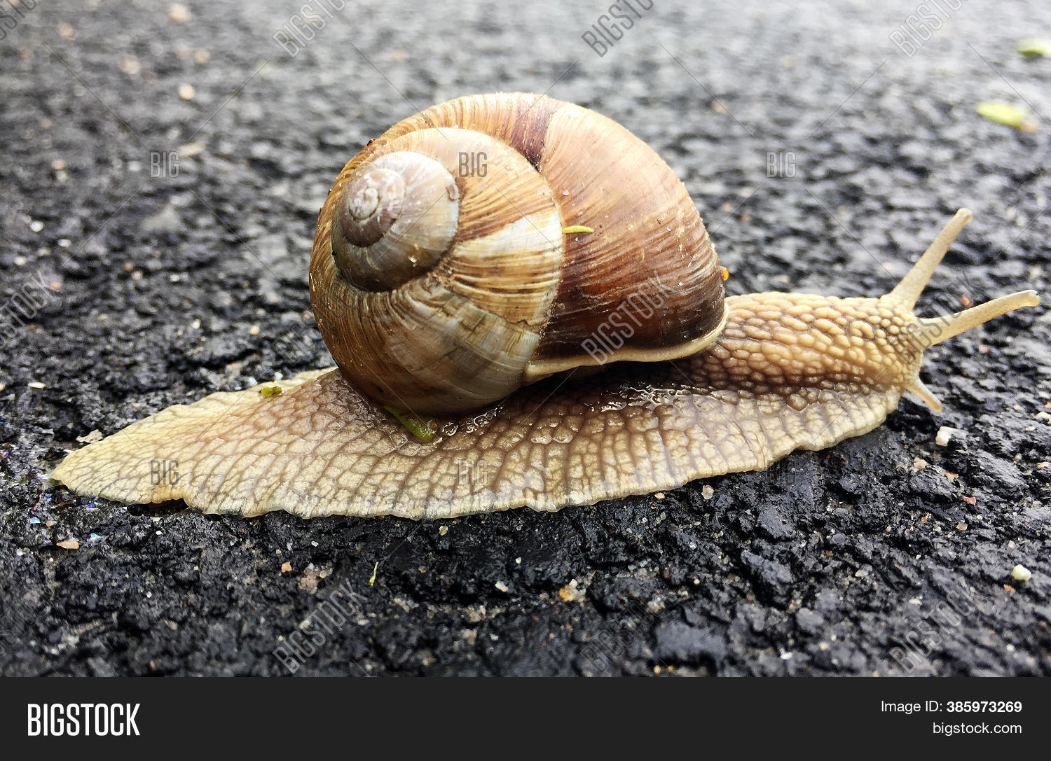 Small Garden Snail Image & Photo (Free Trial) | Bigstock