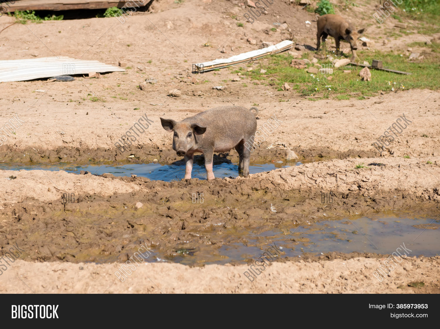 Pig Stands Puddle On Image & Photo (Free Trial) | Bigstock