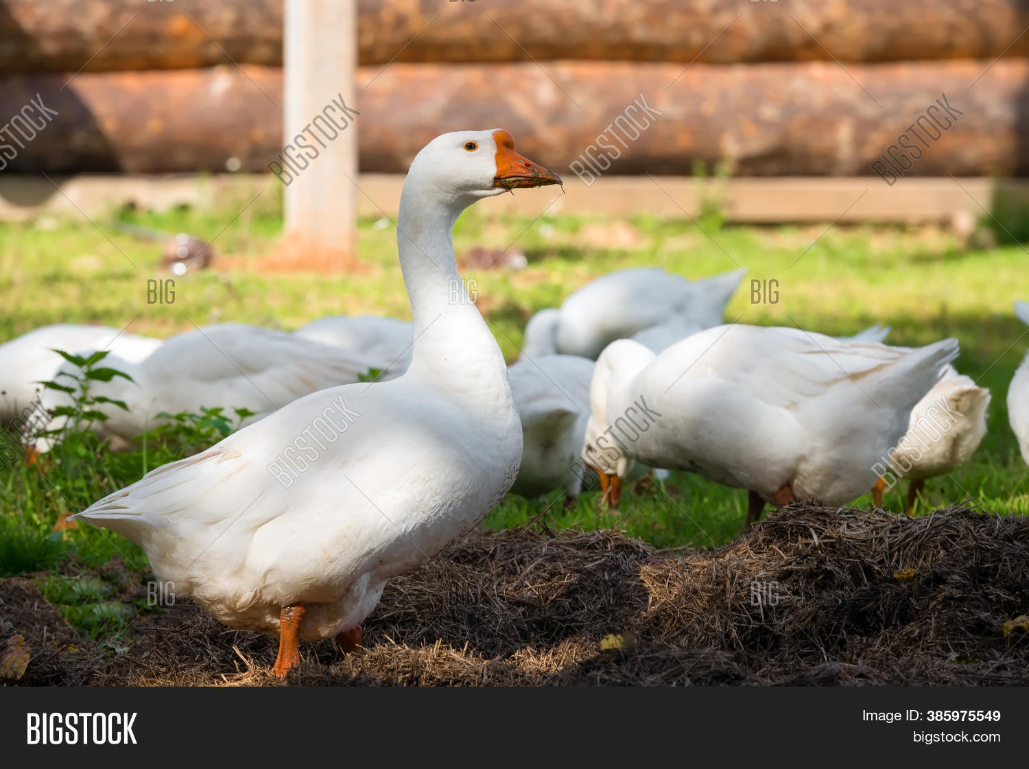 White Geese Walk On Image & Photo (Free Trial) | Bigstock