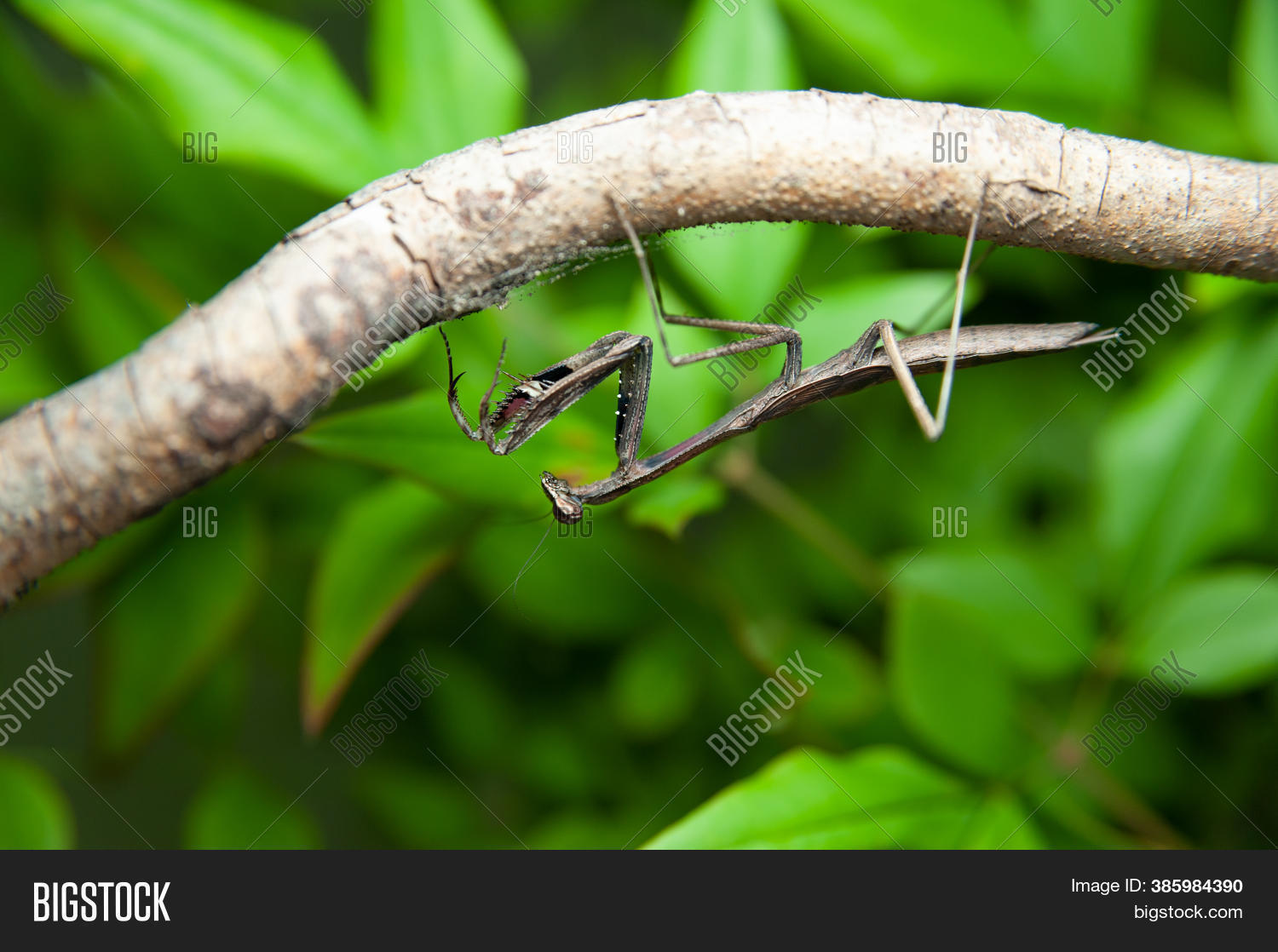 Chinese Mantis ( Image & Photo (Free Trial) | Bigstock