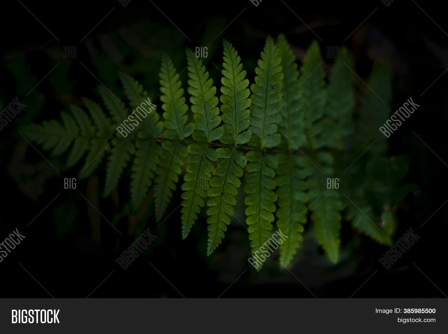 Green Leaves Fronds Image & Photo (Free Trial) | Bigstock