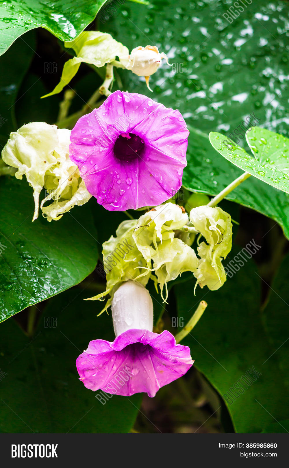 Elephant Creeper Image & Photo (Free Trial) | Bigstock