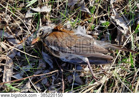 Dead Bird Lies On Image & Photo (Free Trial) | Bigstock