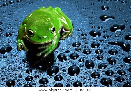 Green Frog On Wet Image & Photo (Free Trial) | Bigstock