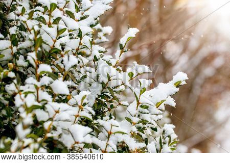 Snow-covered Boxwood Image & Photo (Free Trial) | Bigstock