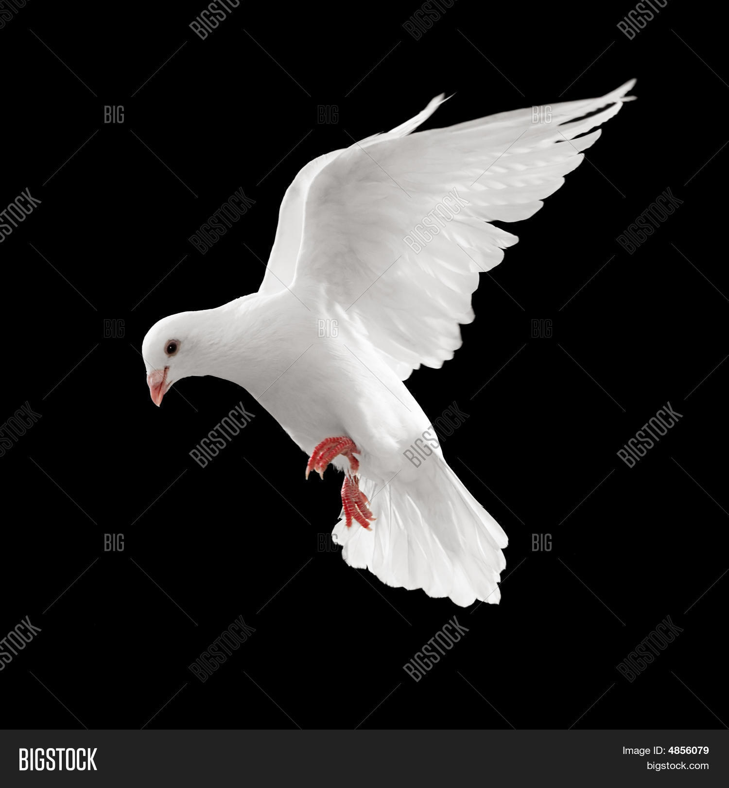 Dove Flight Image & Photo (Free Trial) | Bigstock