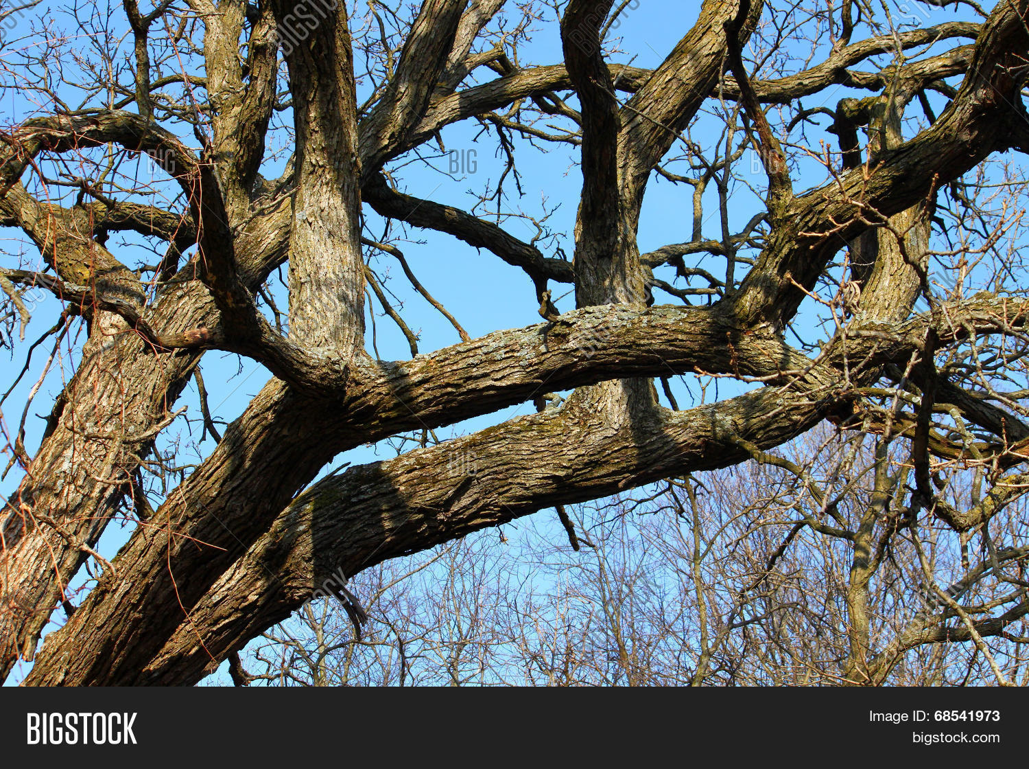 Oak Tree Background Image & Photo (Free Trial) | Bigstock