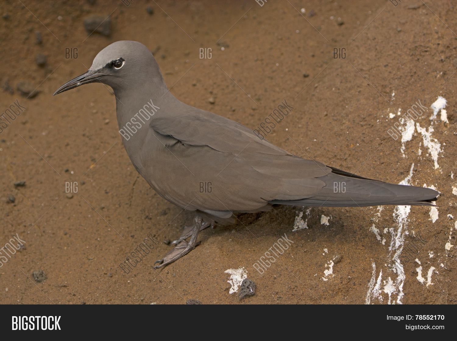 Brown Noddy Tern On Image & Photo (Free Trial) | Bigstock