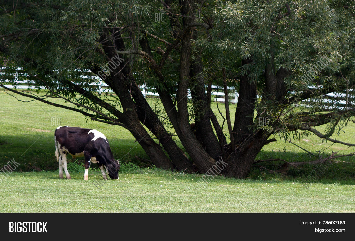 Country Cow By Tree Image & Photo (Free Trial) | Bigstock
