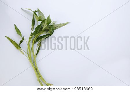 Kangkong Clipart