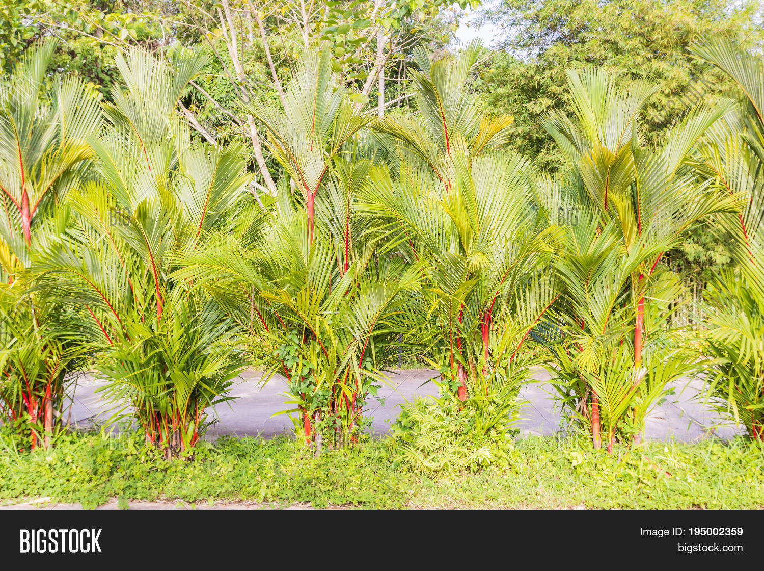 Beautiful Clumping Image & Photo (Free Trial) | Bigstock