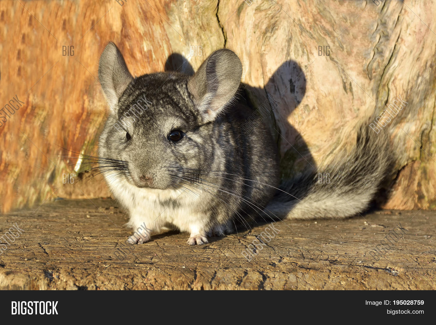 Gray Chinchilla On Image & Photo (Free Trial) | Bigstock