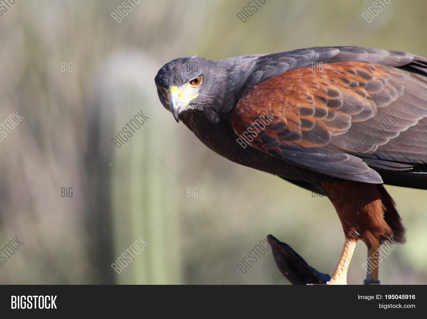 Bird Prey Hawk Against Image & Photo (Free Trial) | Bigstock