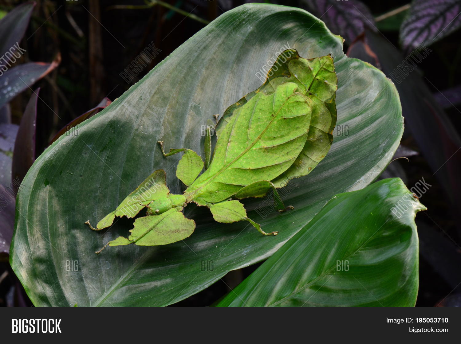 Giant Leaf Insect Sits Image & Photo (Free Trial) | Bigstock