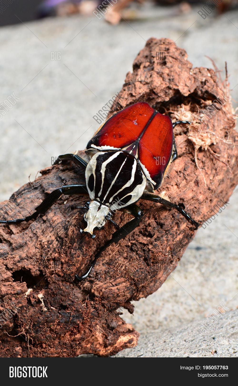 Giant Goliath Beetle Image & Photo (Free Trial) | Bigstock