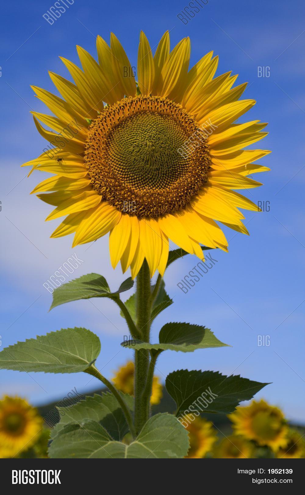 Sunflower Close- Image & Photo (Free Trial) | Bigstock