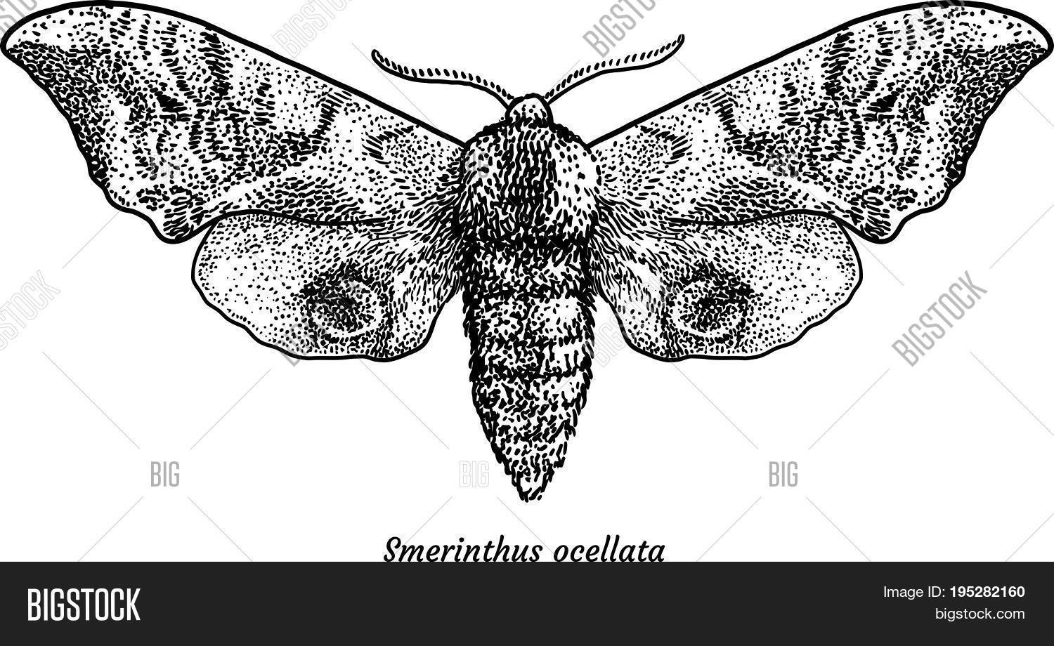Eyed Hawk-moth Vector & Photo (Free Trial) | Bigstock