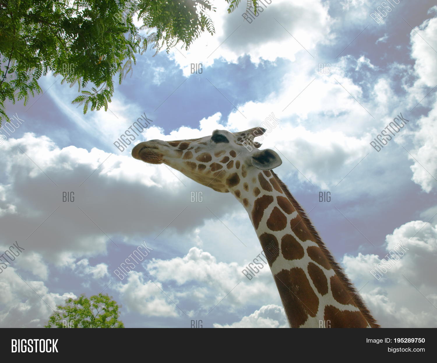 Giraffe Looking Image & Photo (Free Trial) | Bigstock