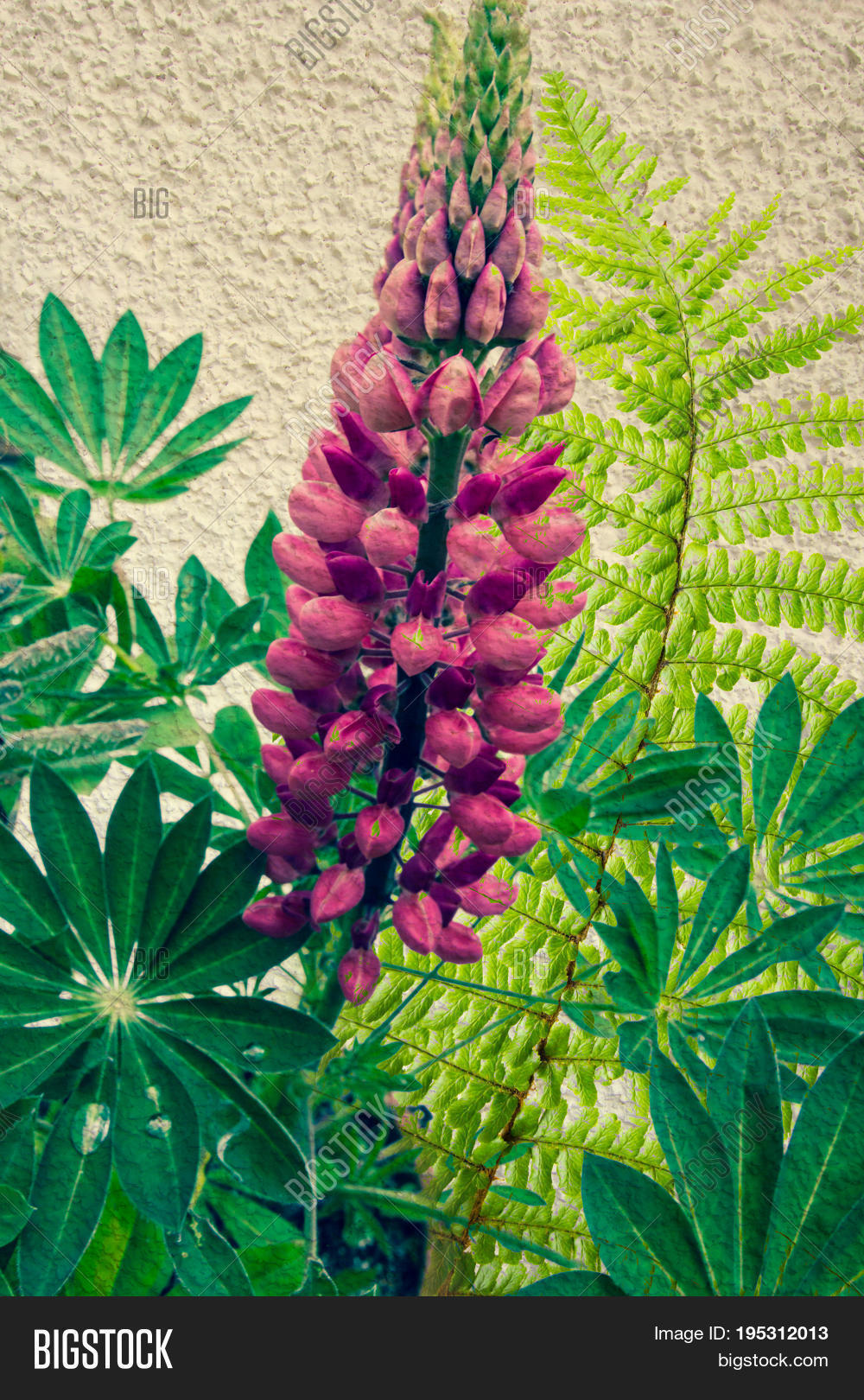 Beautiful Exotic Image & Photo (Free Trial) | Bigstock