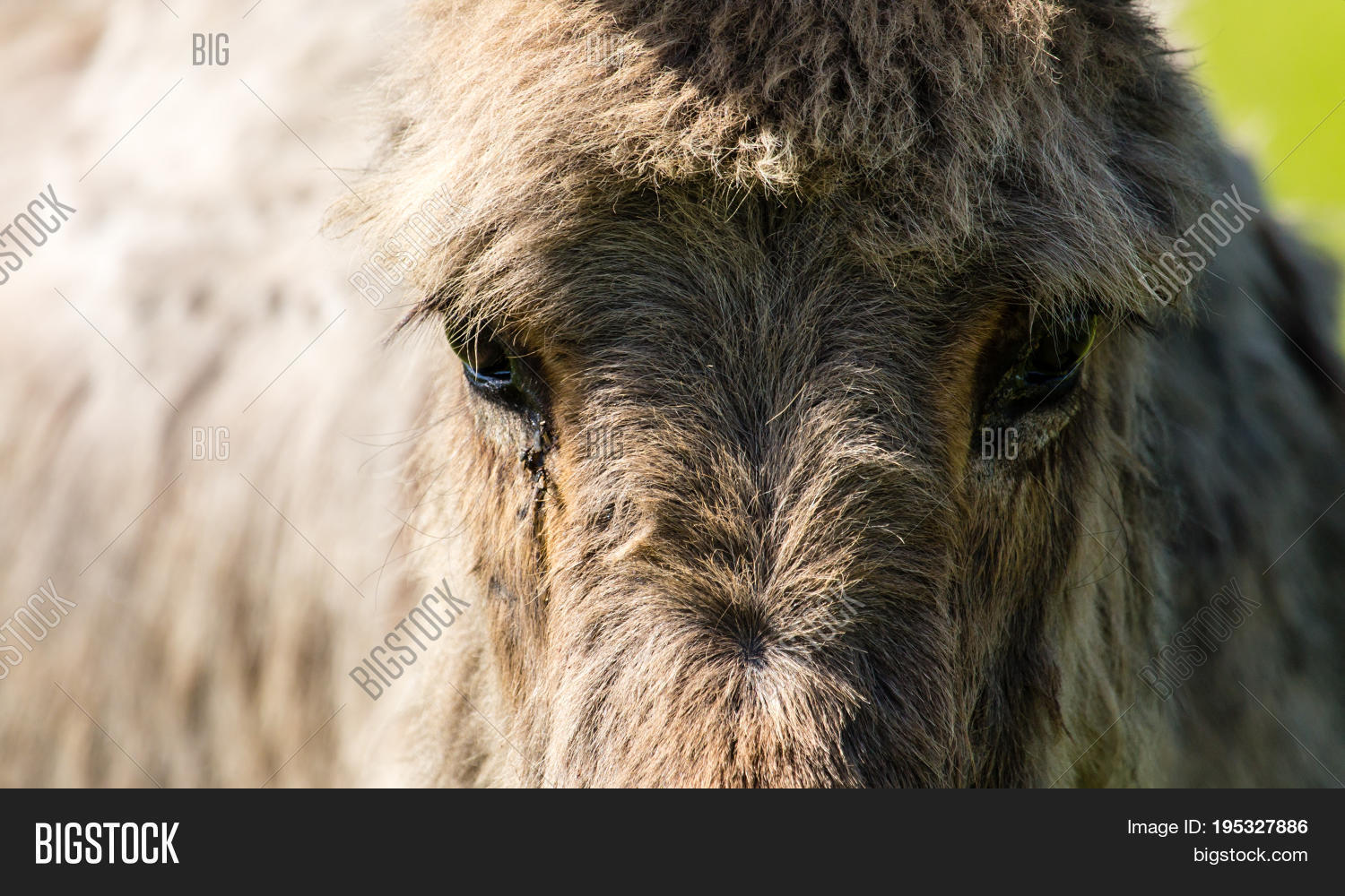 Eyes On Donkey's Head Image & Photo (Free Trial) | Bigstock