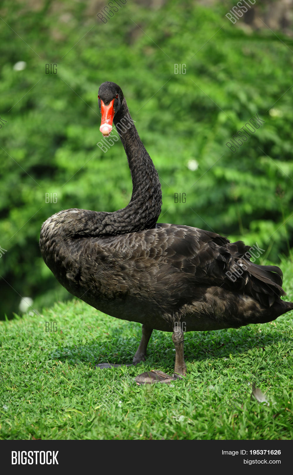 Black Long Neck Goose Image & Photo (Free Trial) | Bigstock