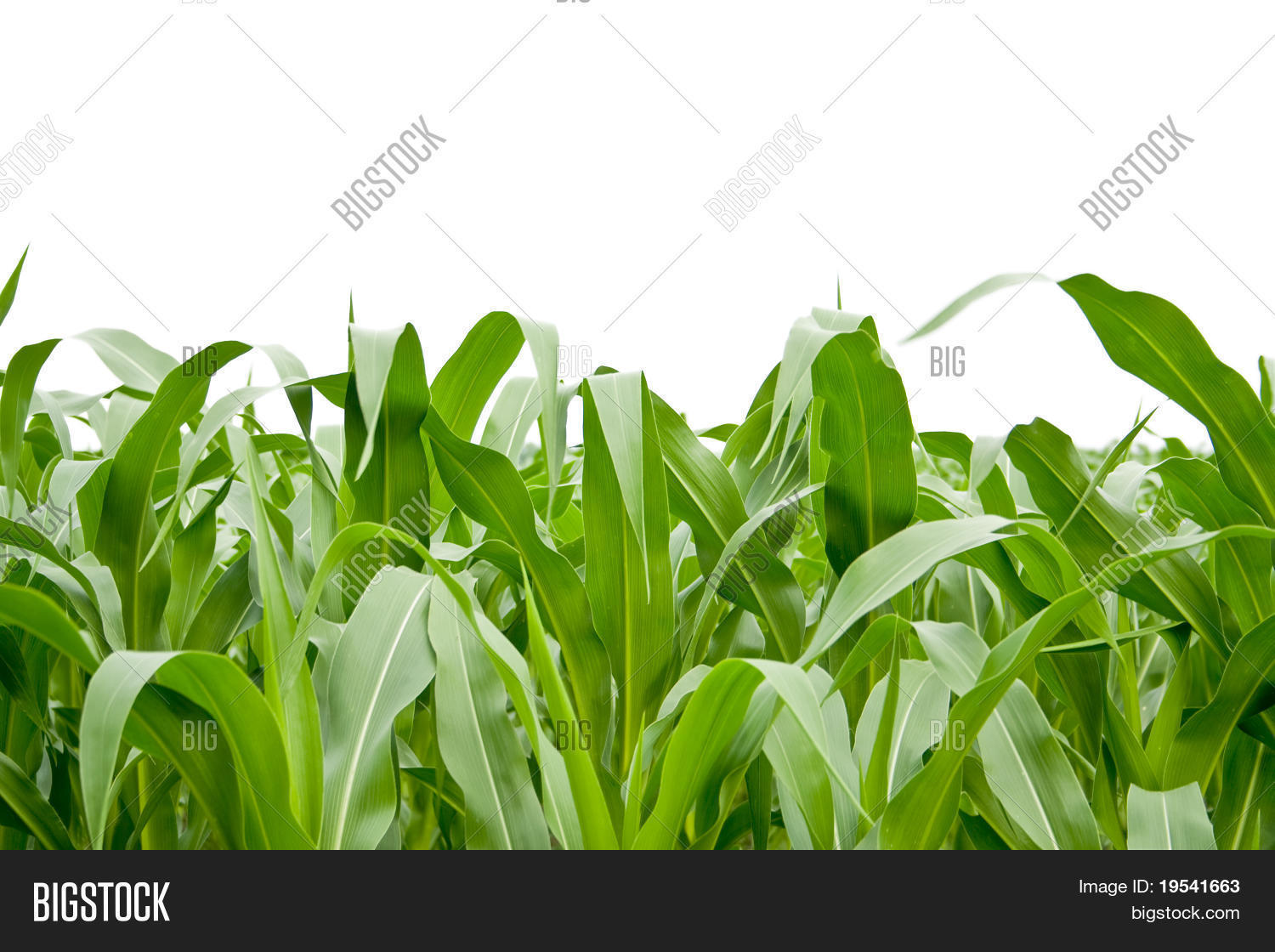 Corn Grass On White Image & Photo (Free Trial) | Bigstock