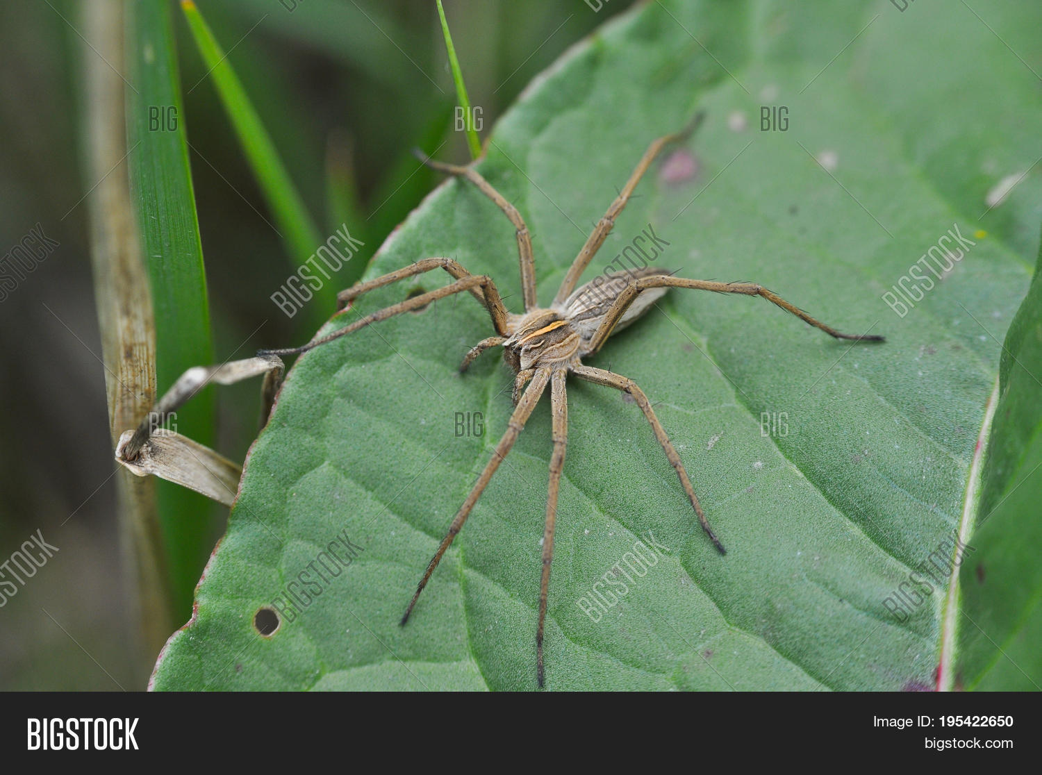Wolf Spider Ready Image & Photo (Free Trial) | Bigstock