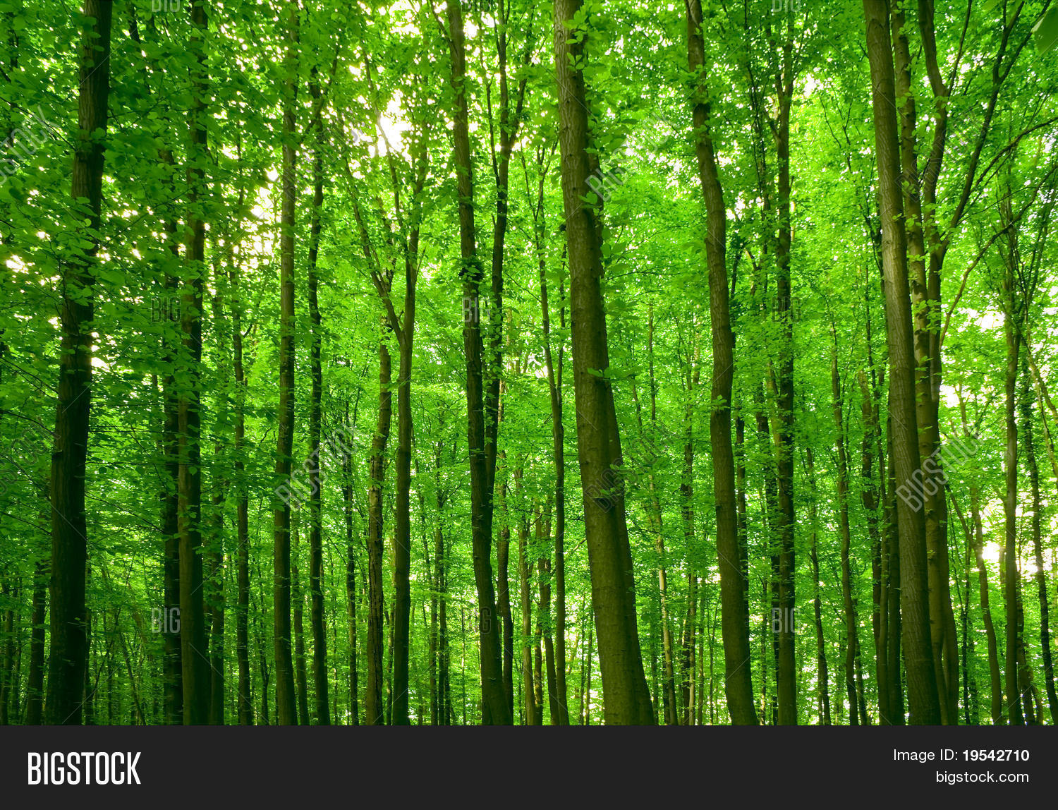 Nature. Pathway Forest Image & Photo (Free Trial) | Bigstock