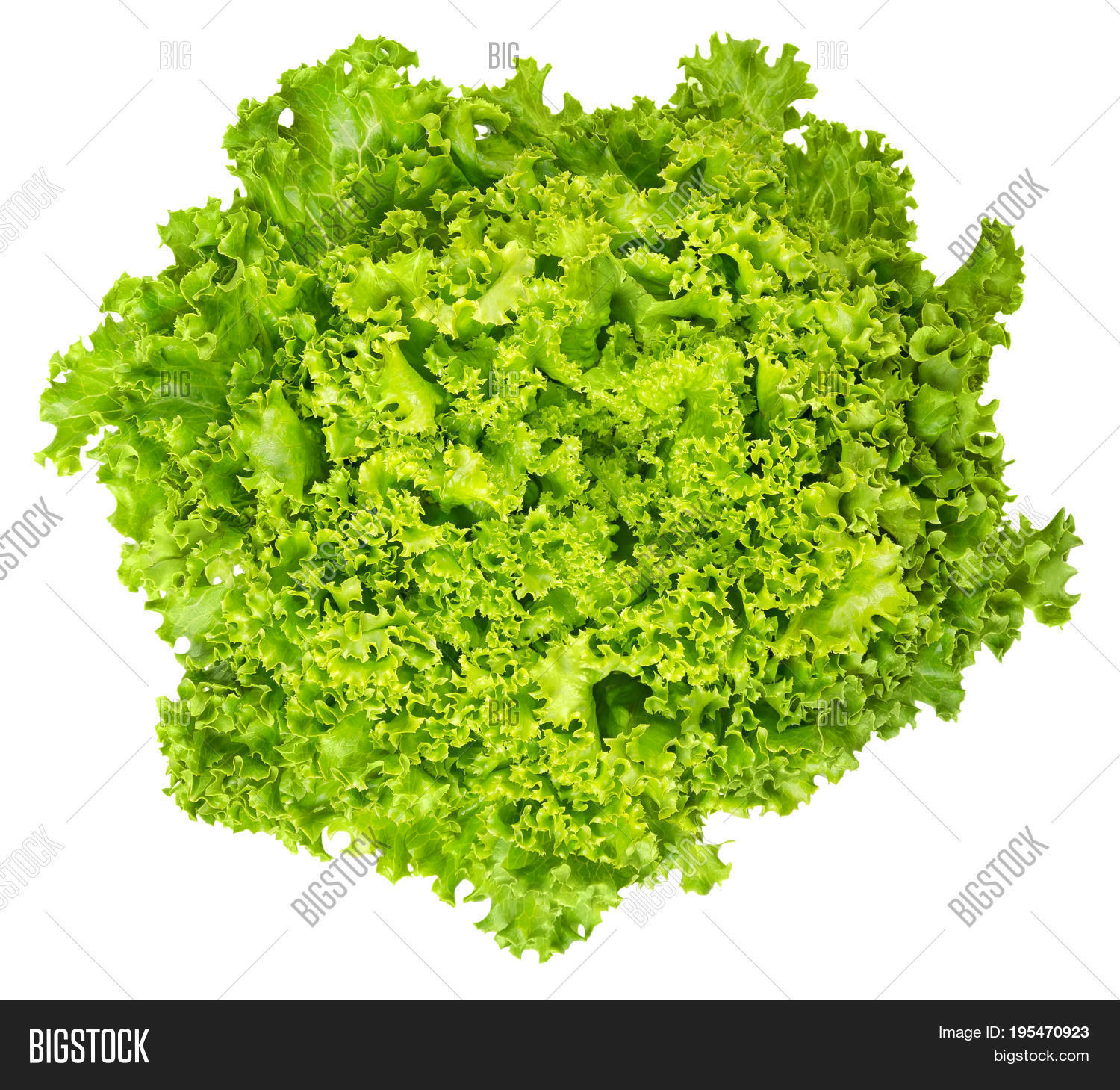 Lollo Bianco Lettuce Image & Photo (Free Trial) | Bigstock