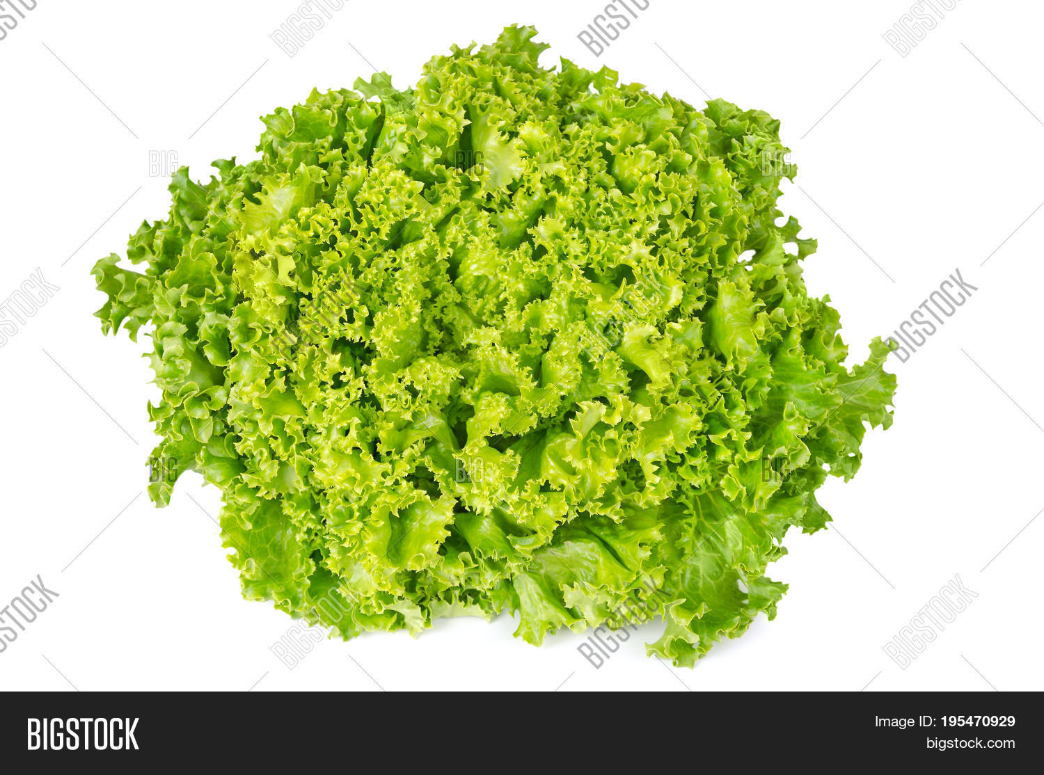 Lollo Bianco Lettuce Image & Photo (Free Trial) | Bigstock