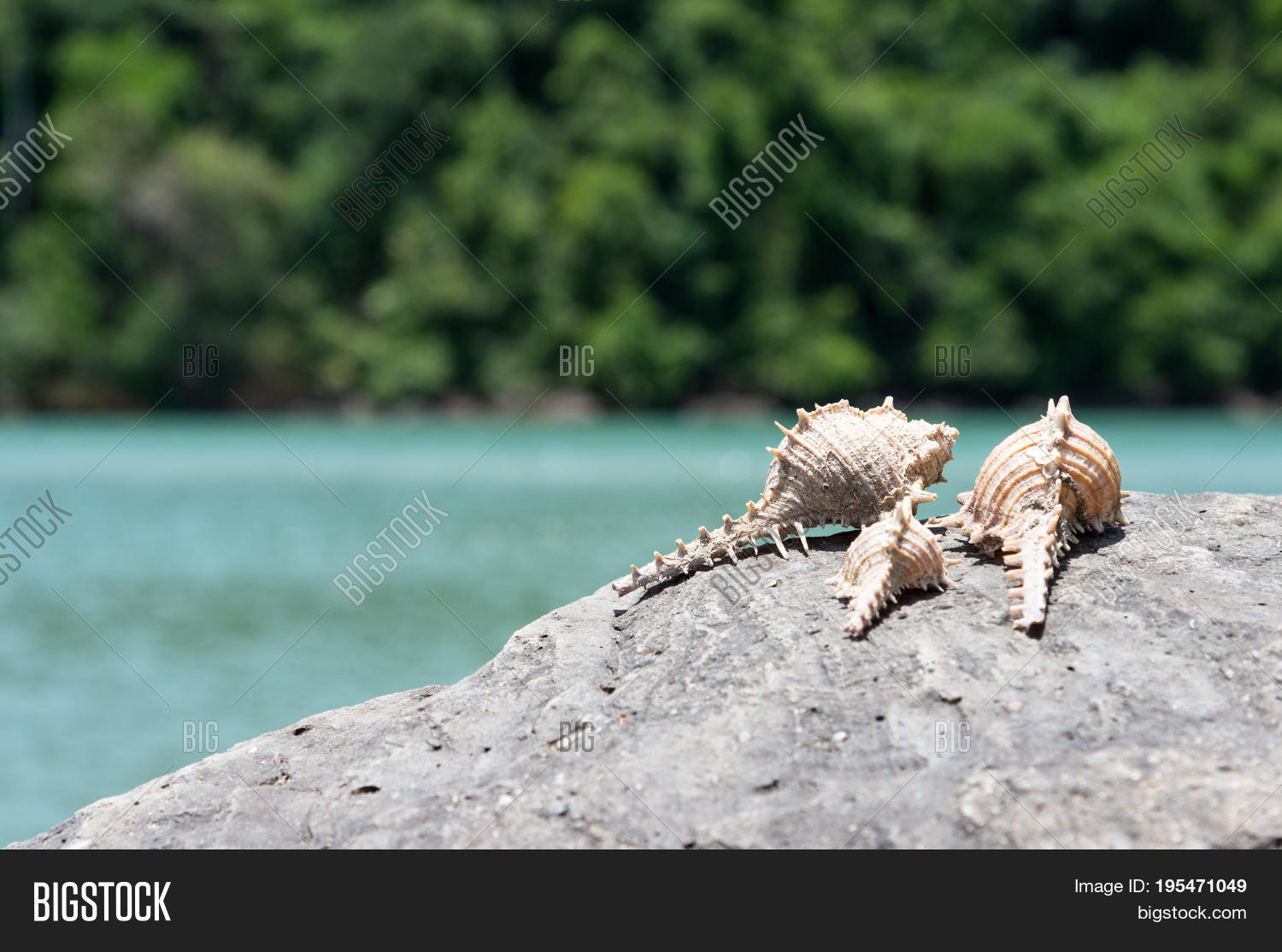 Marine Predatory Snail Image & Photo (Free Trial) | Bigstock