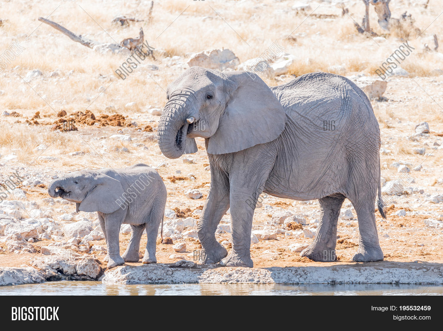 African Elephant Cow Image & Photo (Free Trial) | Bigstock