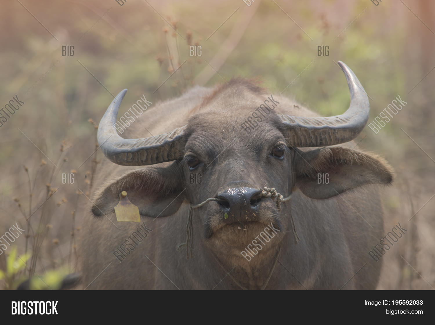 Buffalo Domestic Asian Image & Photo (Free Trial) | Bigstock