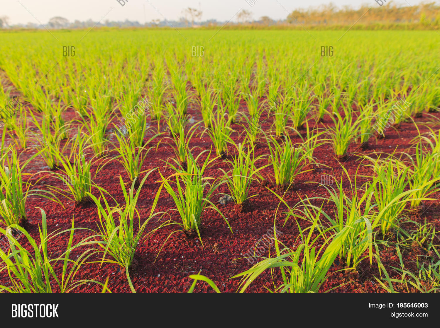Rice Plant Mosquito Image & Photo (Free Trial) | Bigstock