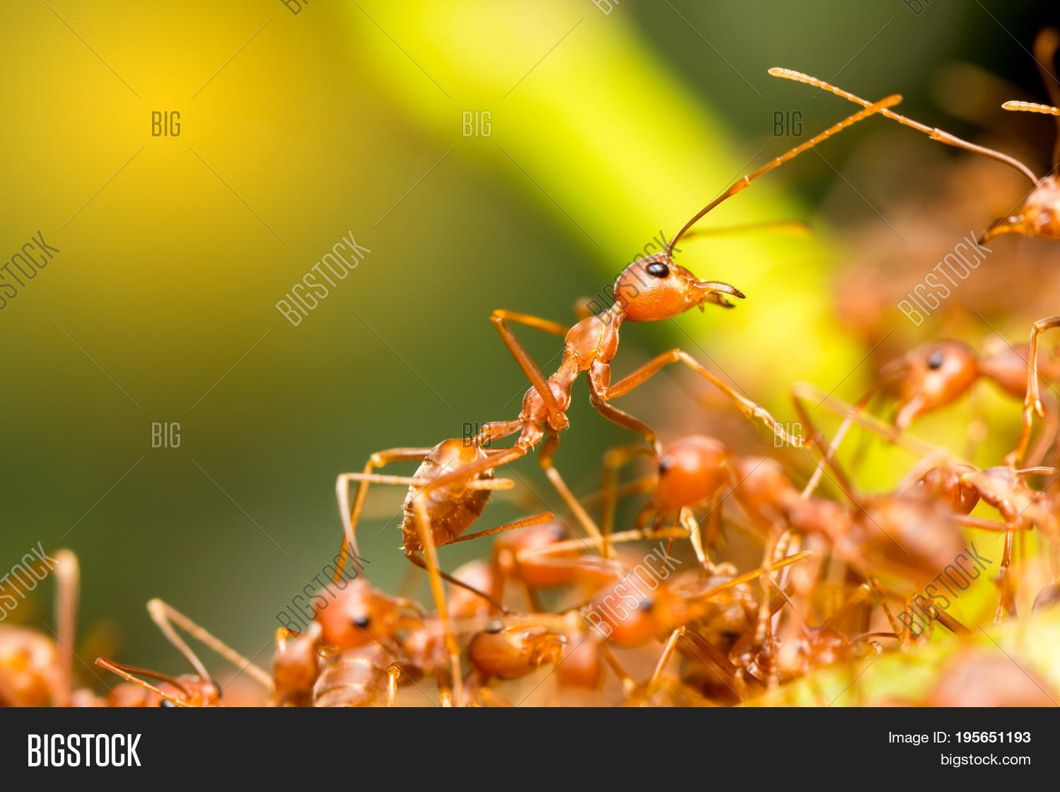 Close Red Ant Leader Image & Photo (Free Trial) | Bigstock
