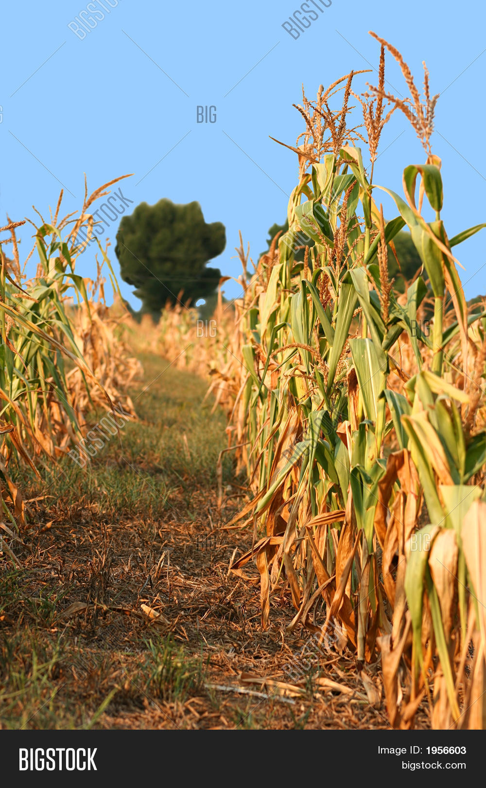 Rows Dead Crops Image & Photo (Free Trial) | Bigstock