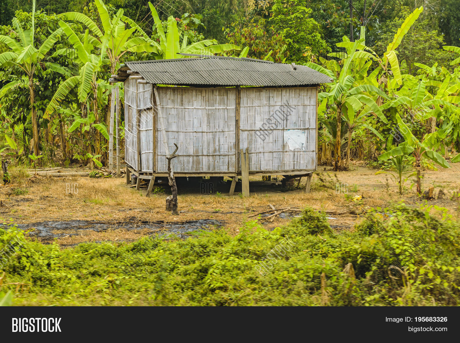 Cane House Cacao Image & Photo (Free Trial) | Bigstock