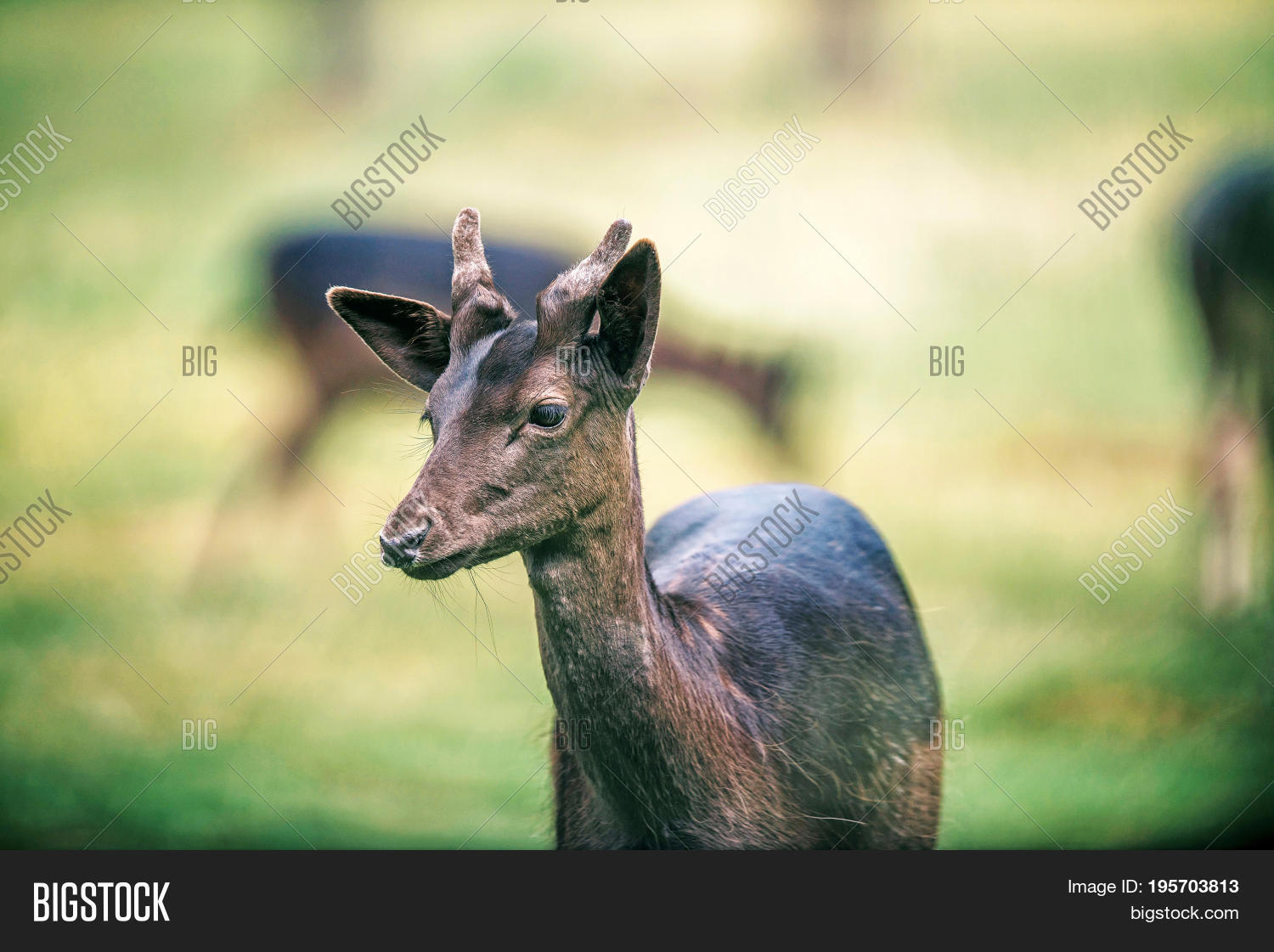 Young Fallow Deer Buck Image & Photo (Free Trial) | Bigstock
