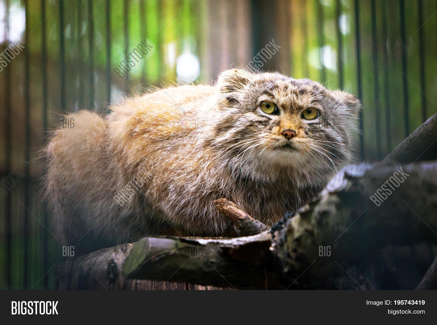 Pallas's Cat, Manul, Image & Photo (Free Trial) | Bigstock