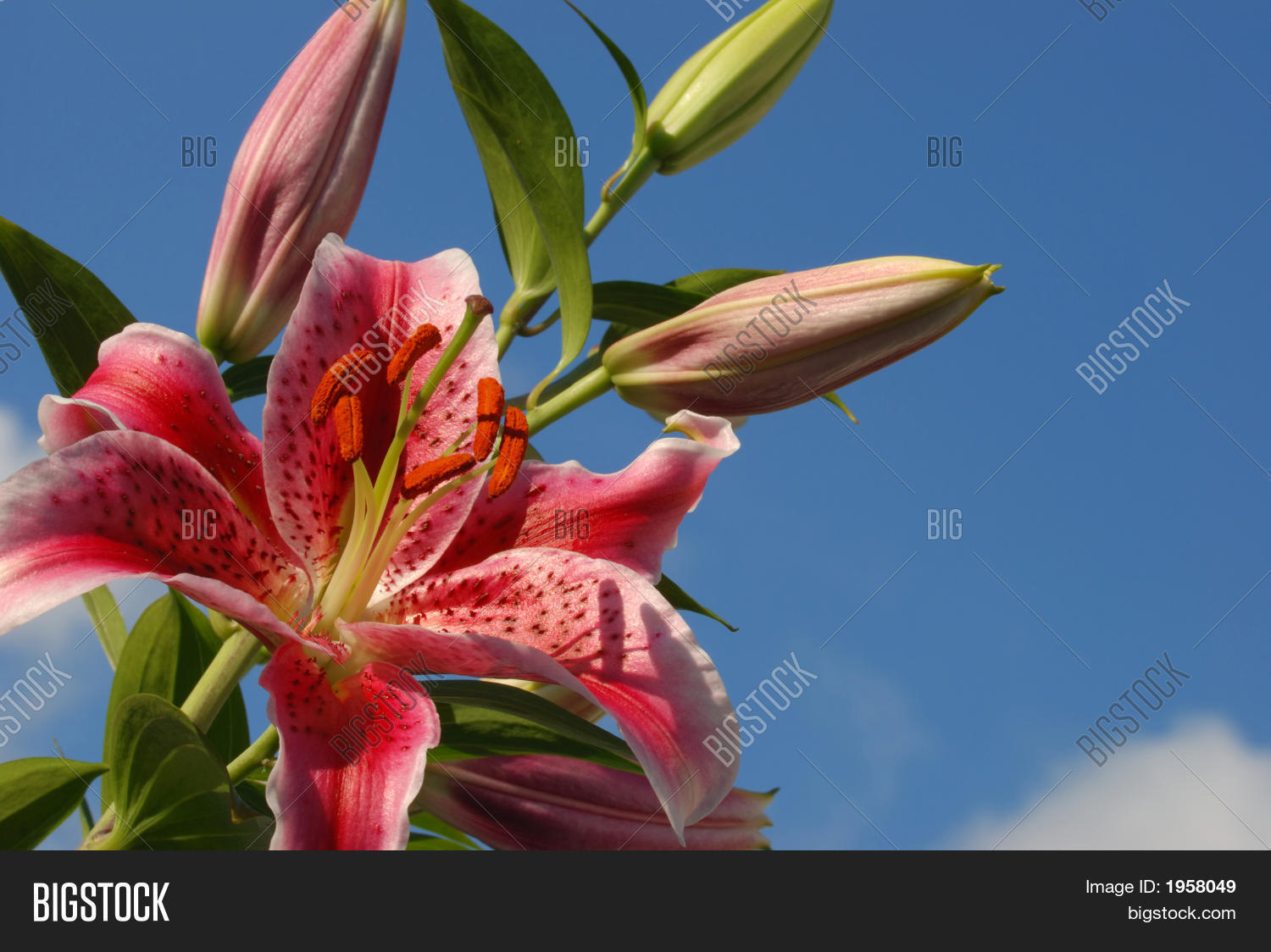 Stargazer Lilies Blue Image & Photo (Free Trial) | Bigstock