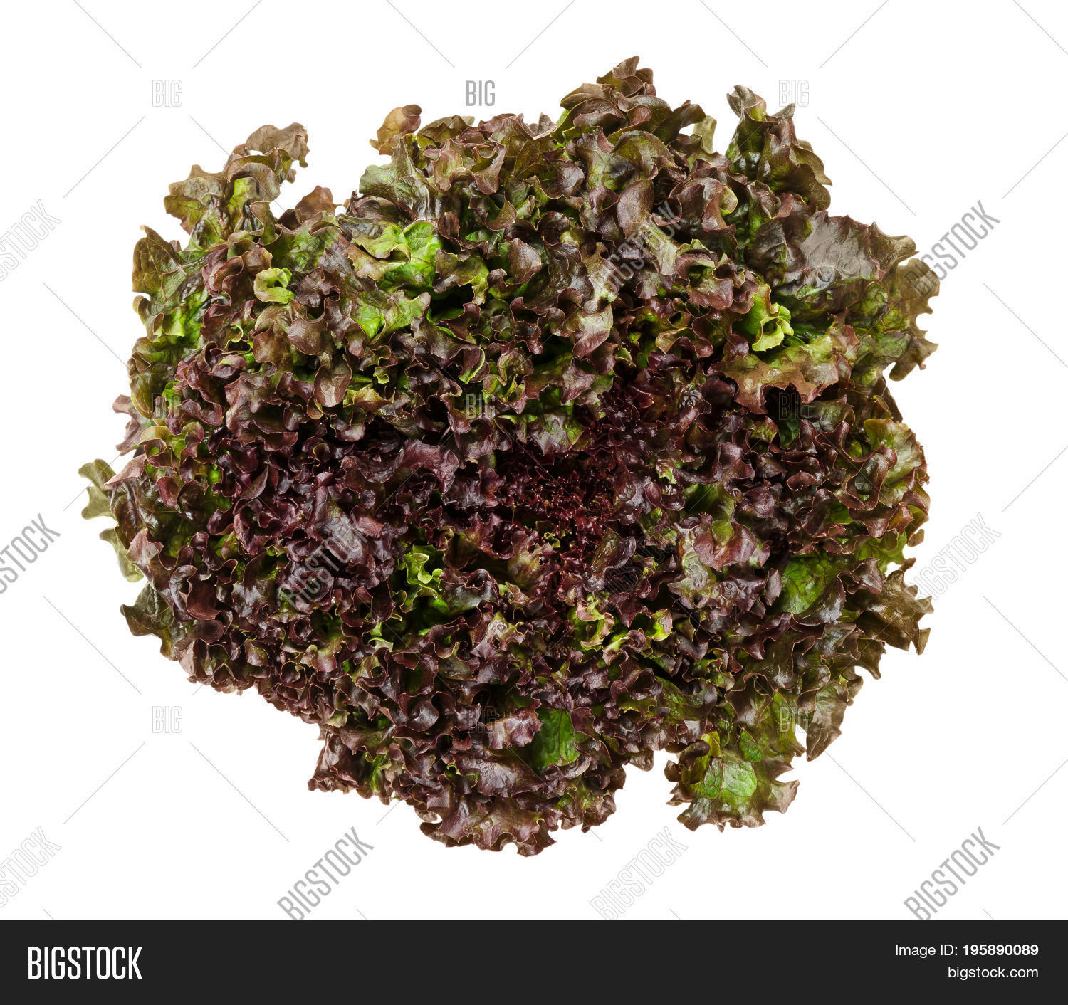 Batavia Red Lettuce Image & Photo (Free Trial) | Bigstock
