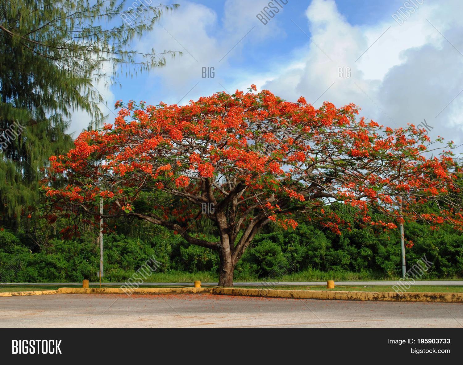 Big Flame Tree Red Image & Photo (Free Trial) | Bigstock