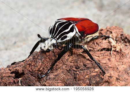 Giant Goliath Beetle Image & Photo (Free Trial) | Bigstock