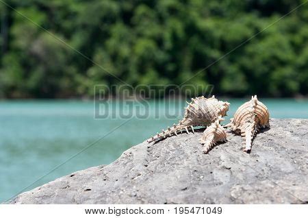 Marine Predatory Snail Image & Photo (Free Trial) | Bigstock
