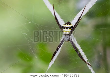 Multi Leg Insect Images, Illustrations & Vectors (Free) - Bigstock