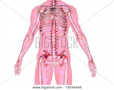 Anatomically Correct Image & Photo (Free Trial) | Bigstock